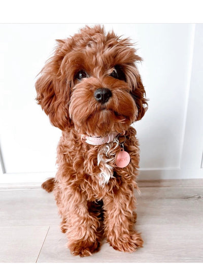 Pup Republic co - Personalised Pet Id tags for Dogs and cats