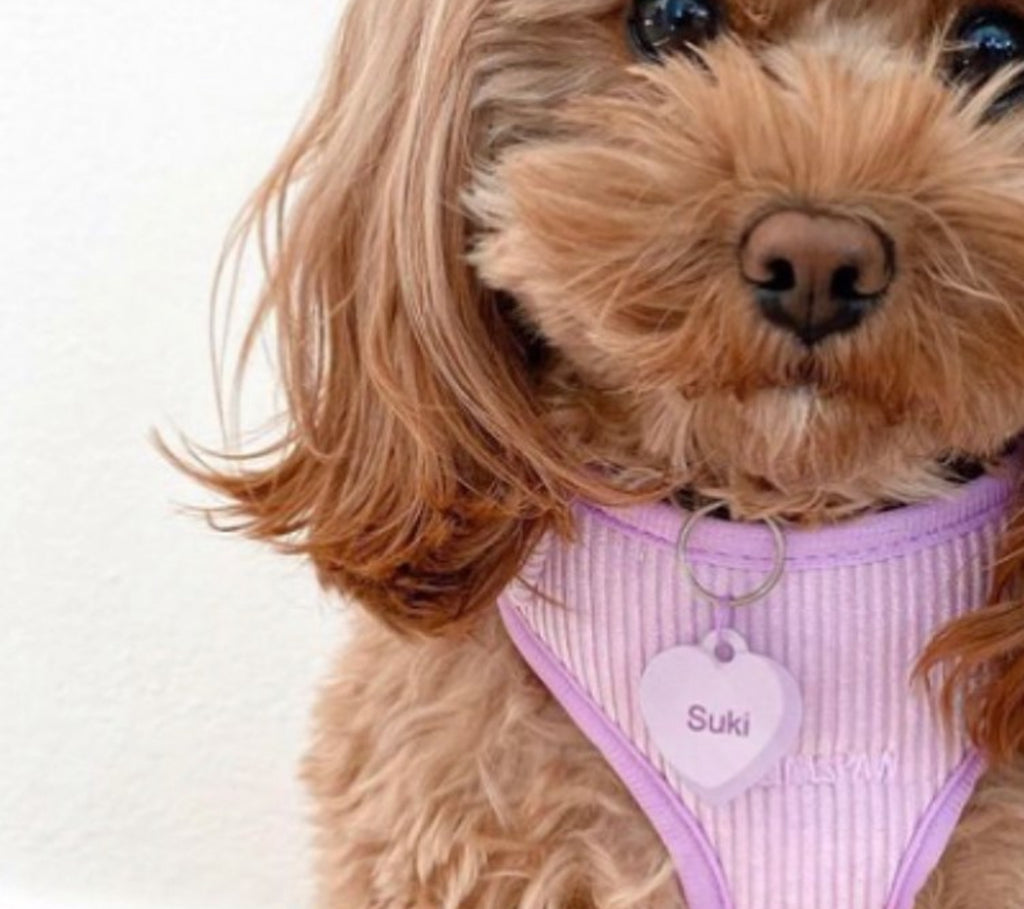 Pup Republic co - Personalised Pet Id tags for Dogs and cats